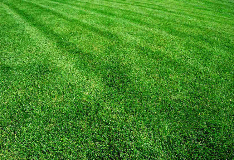 Best Grass Seed for Utah | Lawn Synergy Guide