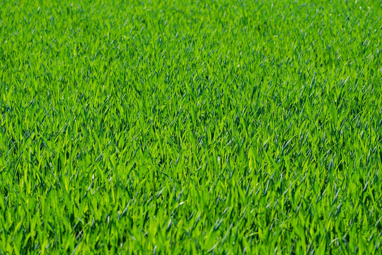 How Does Grass Grow: A Comprehensive Guide