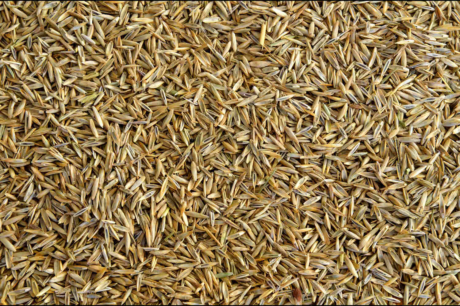 When to fertilize grass seed store