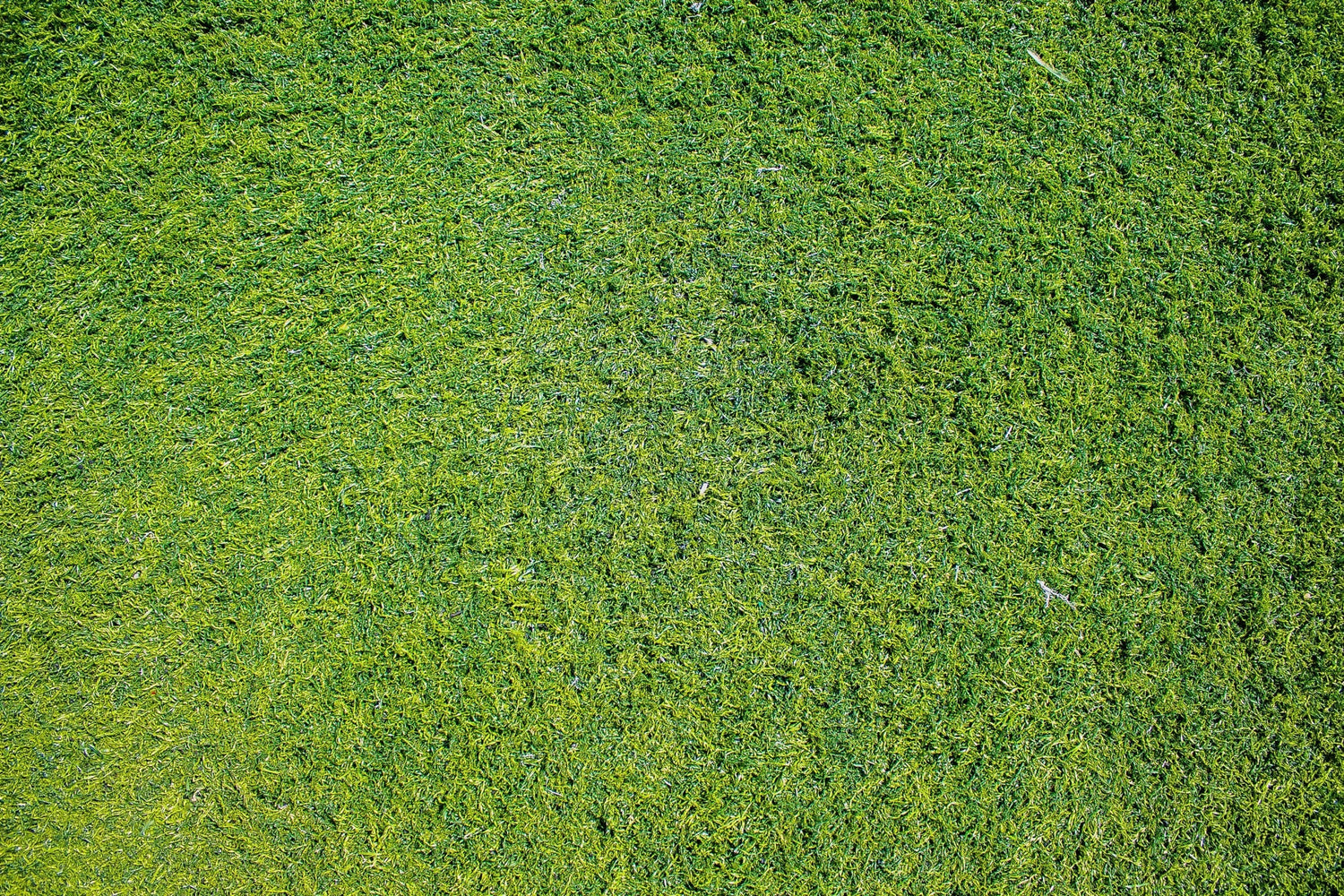 Can You Plant Grass Seed in the Spring? Expert Tips
