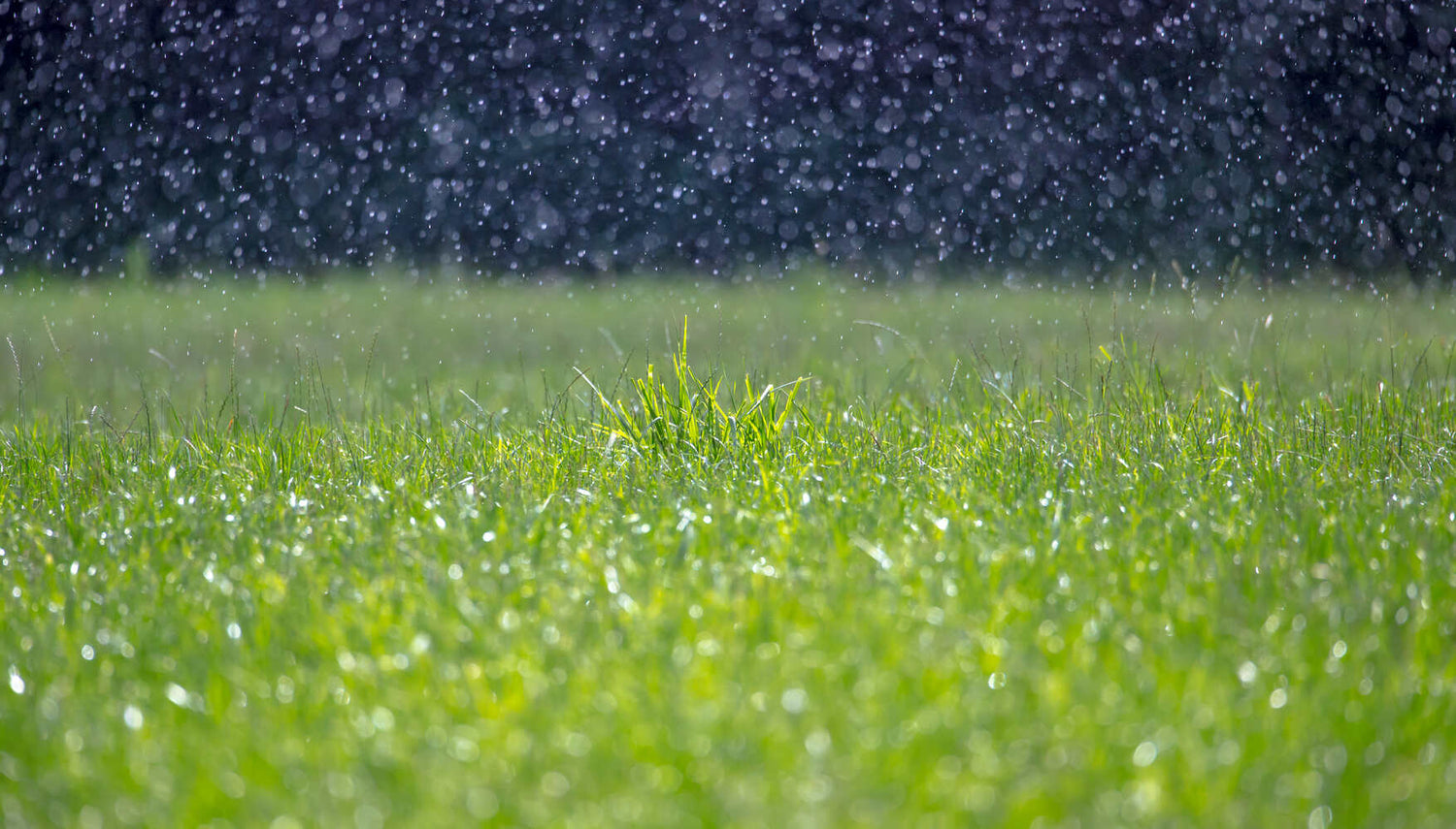 What Happens If You Apply Fertilizer to Wet Grass? Dive Deep!