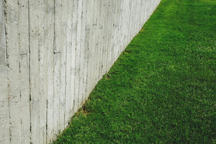 How to Protect Grass Seed: Proven Tips