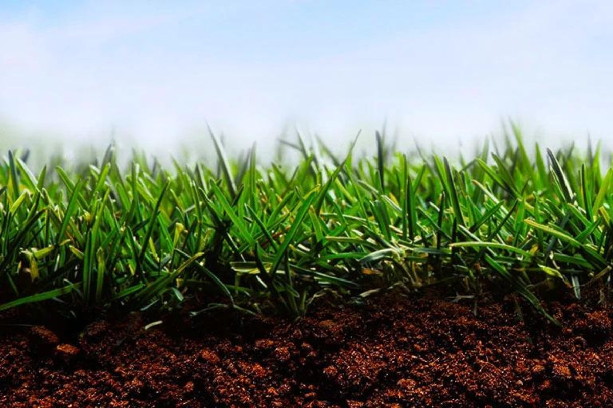 Types of Fescue Grass: Which One Is Best for Your Lawn?