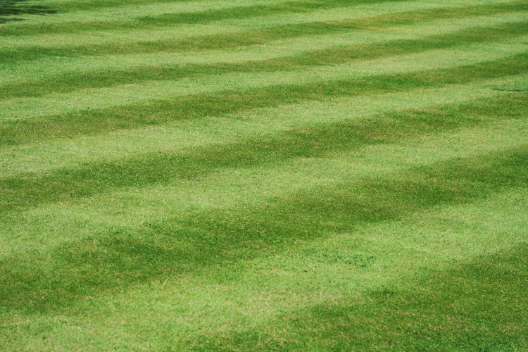 How Long After Pre Emergent Can I Seed? Explained