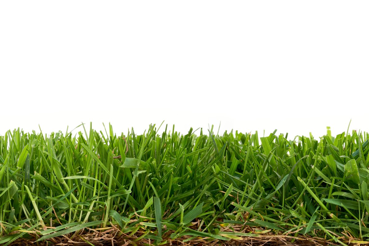 What Is Turf Grass? A Practical Guide For Home Lawns