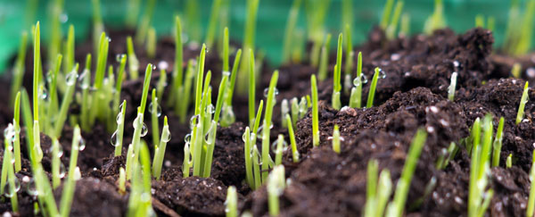 50 lb Grass Seed | Best Yard Care Supplies | Lawn Synergy