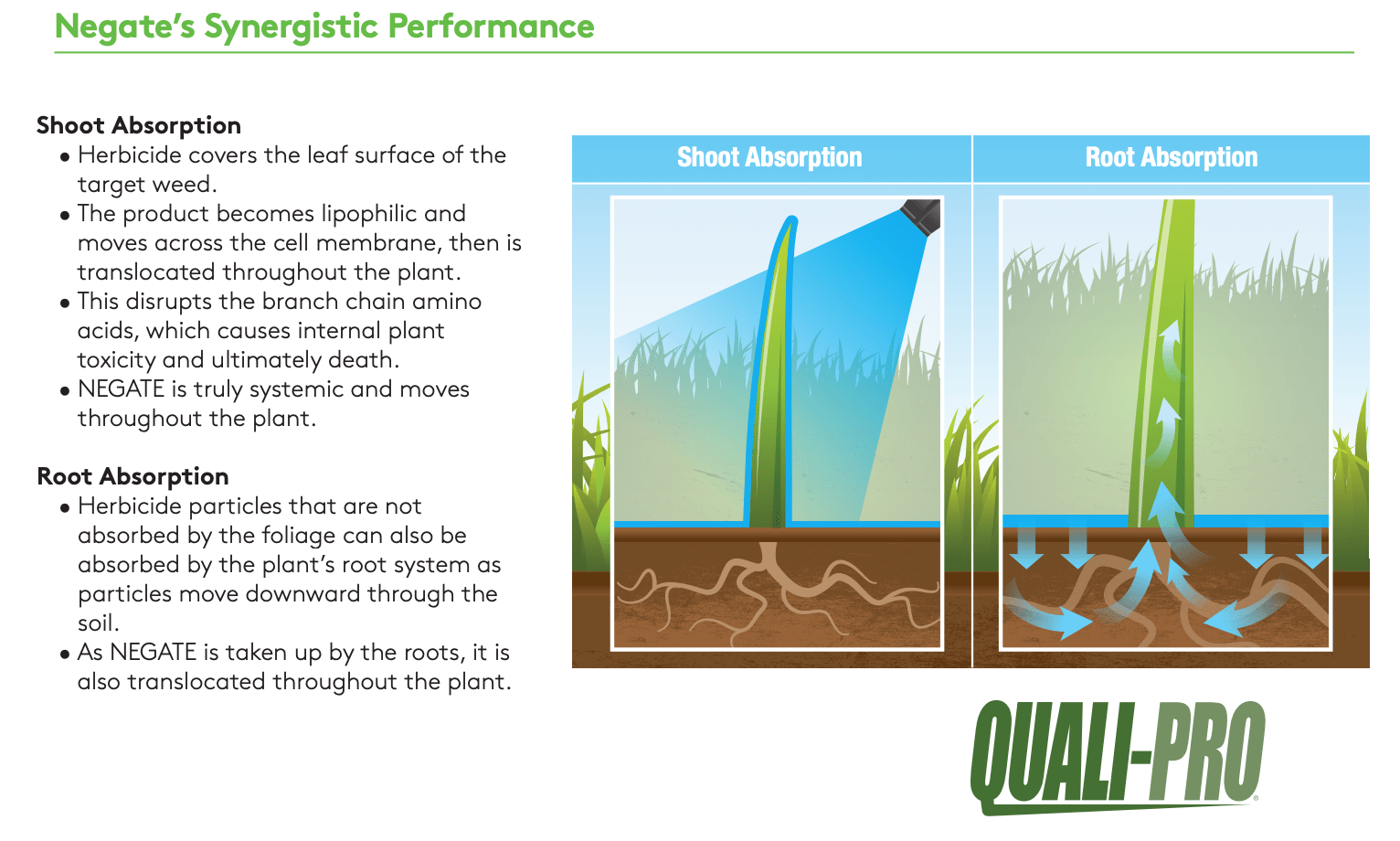 Negate 37WG Herbicide – Poa Annua & Ryegrass Control in Bermuda