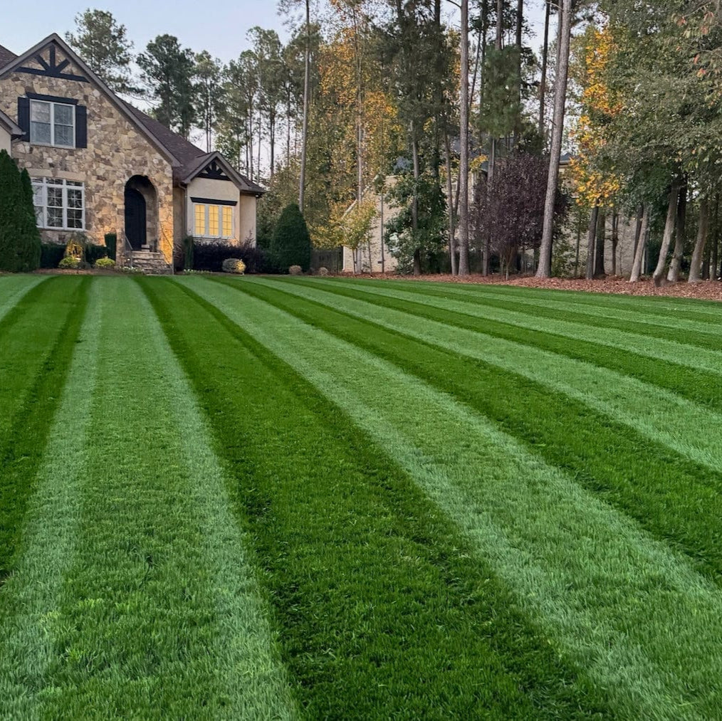 Envy Tall Fescue Grass Seed – Elite Turf-Type Blend for Thick ...