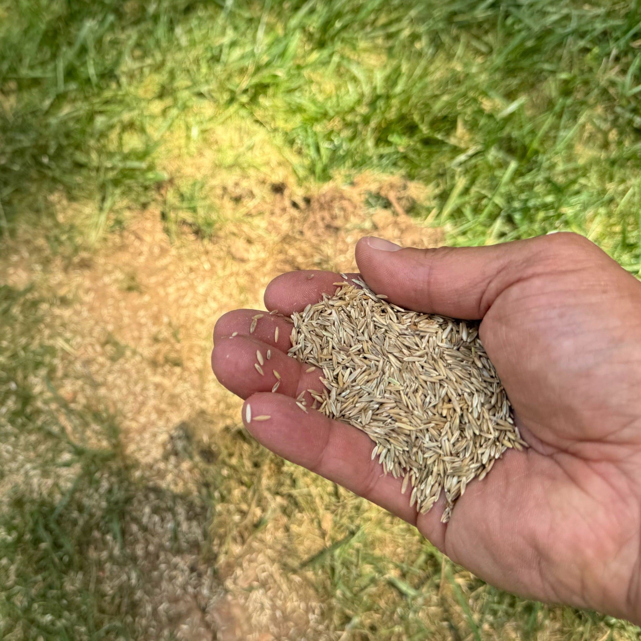 Lesco Sun & Shade Park Grass Seed | Lawn Synergy