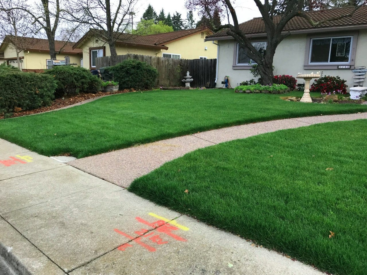 Lesco Estate Eagle Plus Grass Seed Lawn Synergy