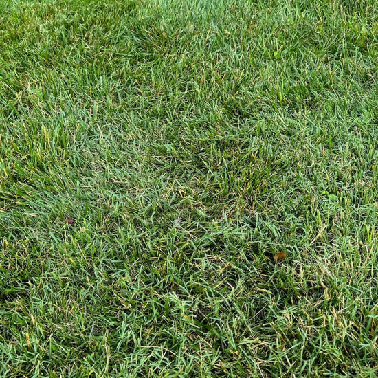 Fusilade II Herbicide - Selective Grass Weed Control for Turf & Ornamentals